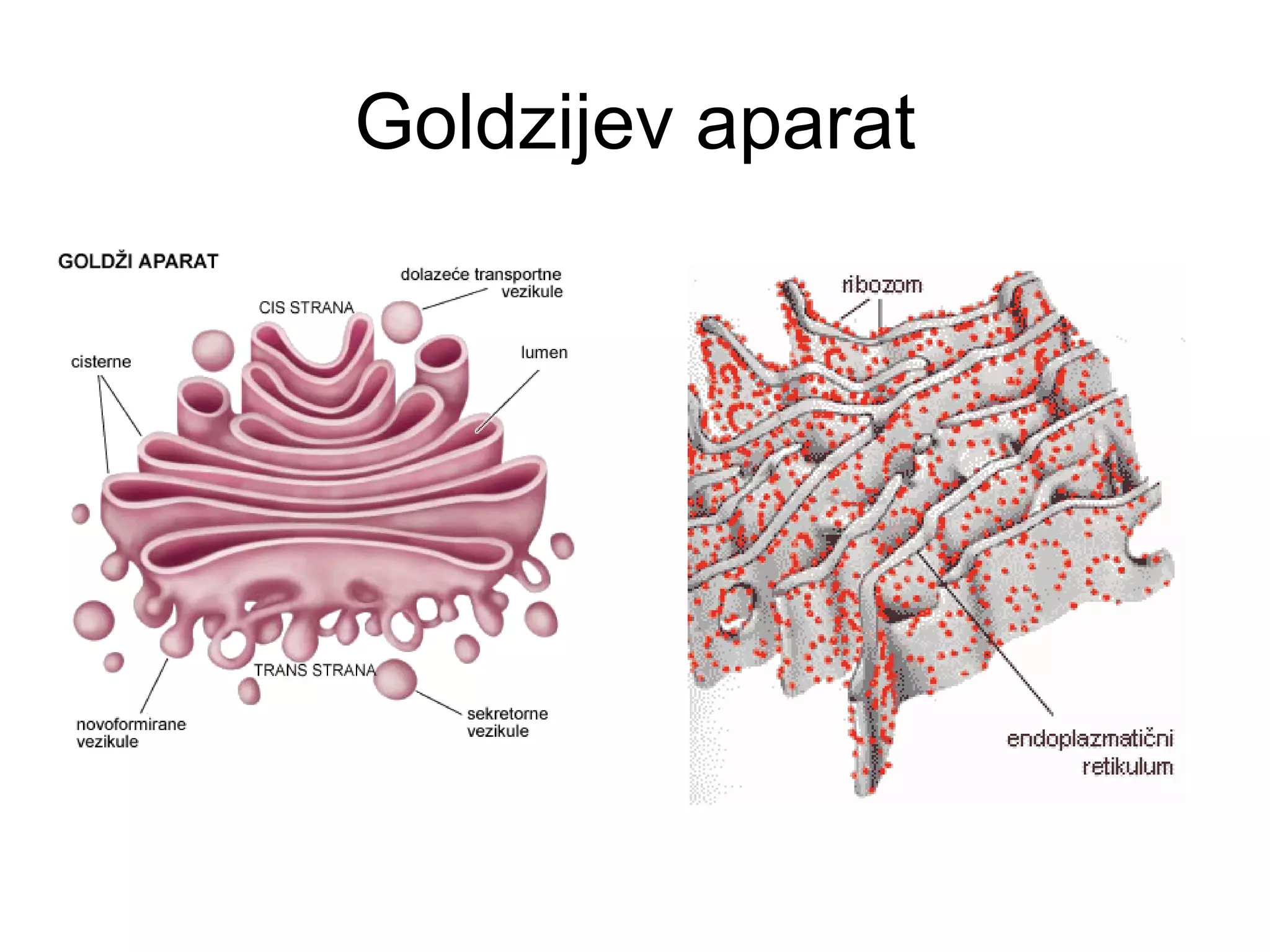 L136 - Biologija - Ćelijske organele - Jelena Stojanović - Barbara ...