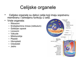 L136 - Biologija - Ćelijske organele - Jelena Stojanović - Barbara ...