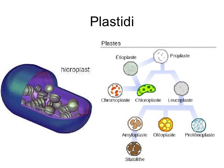 L136 - Biologija - Ćelijske organele - Jelena Stojanović - Barbara Jo…