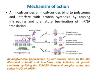 Aminoglycosides.pptx