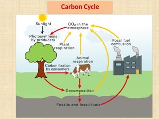 Environmental Determinism, possibilism and Neo-determinism | PPTX