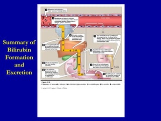 L13 & L14- Bilirubin Metabolism & Jaundice.pptx