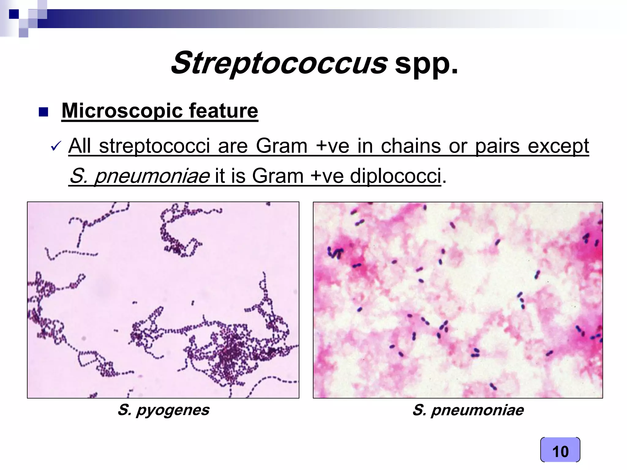 Medical Microbiology Laboratory (streptococcus spp.) | PDF