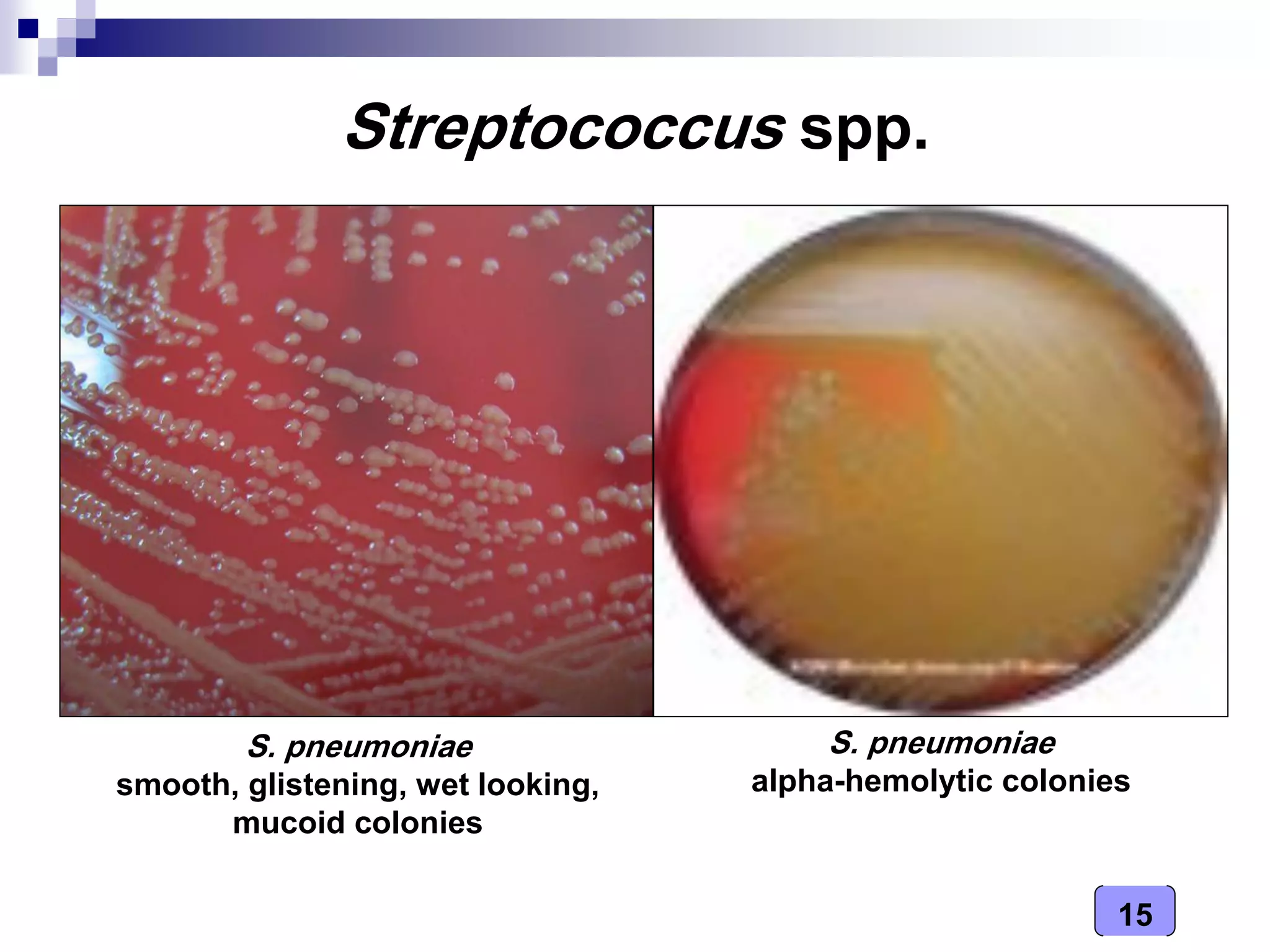 Medical Microbiology Laboratory (streptococcus spp.) | PDF
