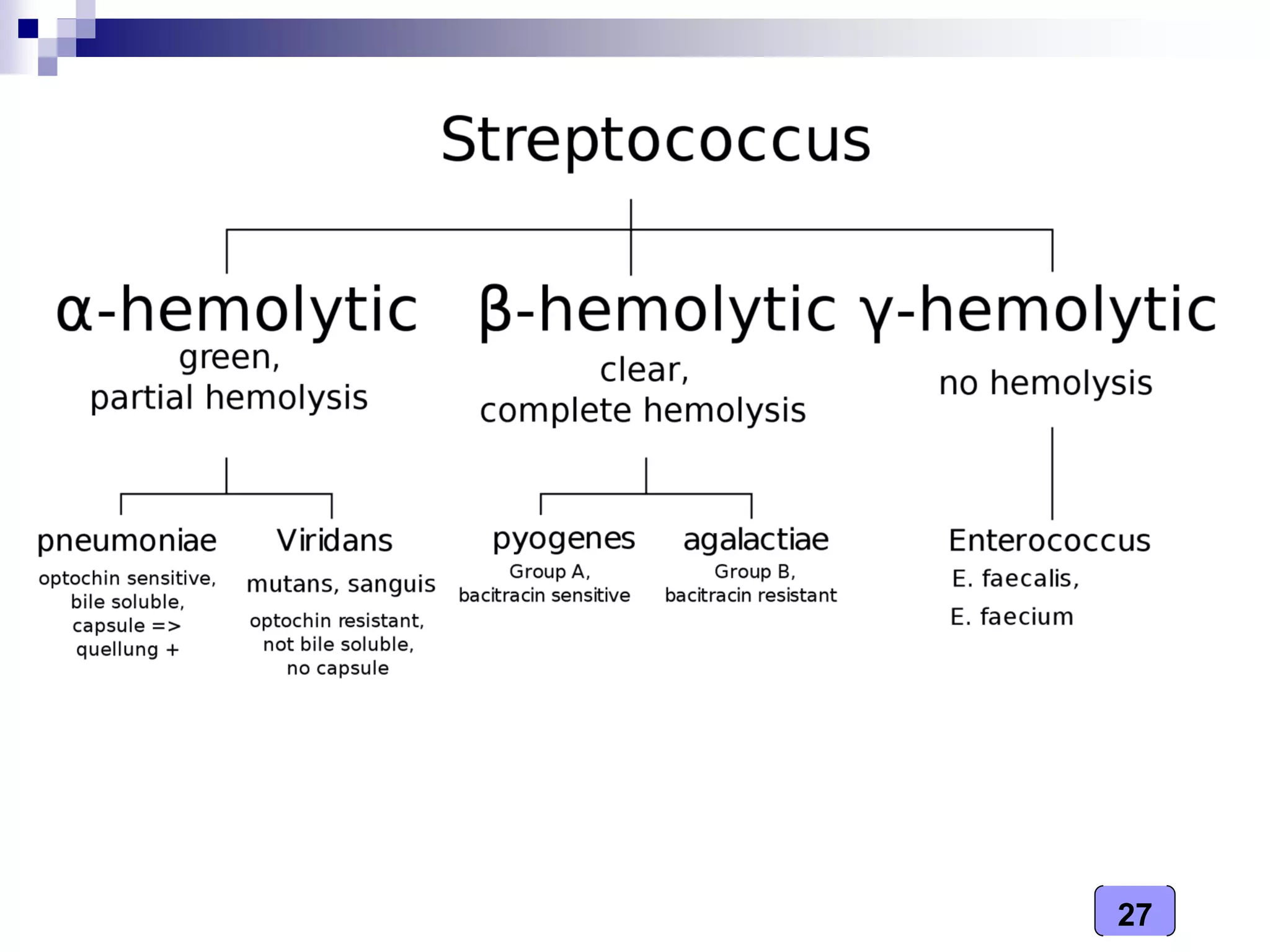 Medical Microbiology Laboratory (streptococcus spp.) | PDF