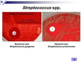 Medical Microbiology Laboratory (streptococcus spp.) | PDF