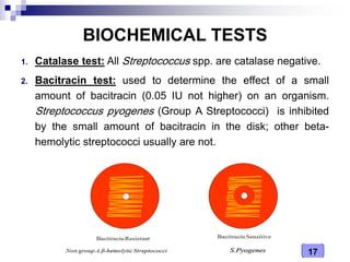 Medical Microbiology Laboratory (streptococcus spp.) | PDF