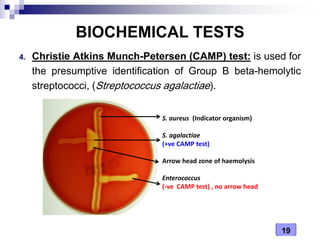 Medical Microbiology Laboratory (streptococcus spp.) | PDF