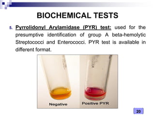 Medical Microbiology Laboratory (streptococcus spp.) | PDF