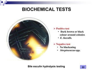 Medical Microbiology Laboratory (streptococcus spp.) | PDF