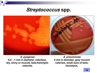 Medical Microbiology Laboratory (streptococcus spp.) | PPT