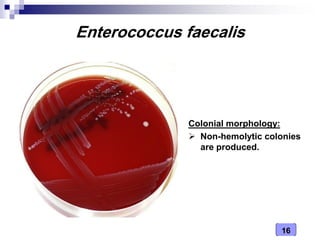 Streptococcus Faecalis Morphology