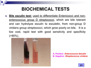 Medical Microbiology Laboratory (streptococcus spp.) | PPT
