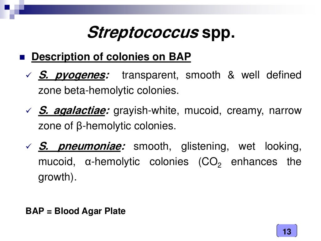 Medical Microbiology Laboratory Streptococcus Spp