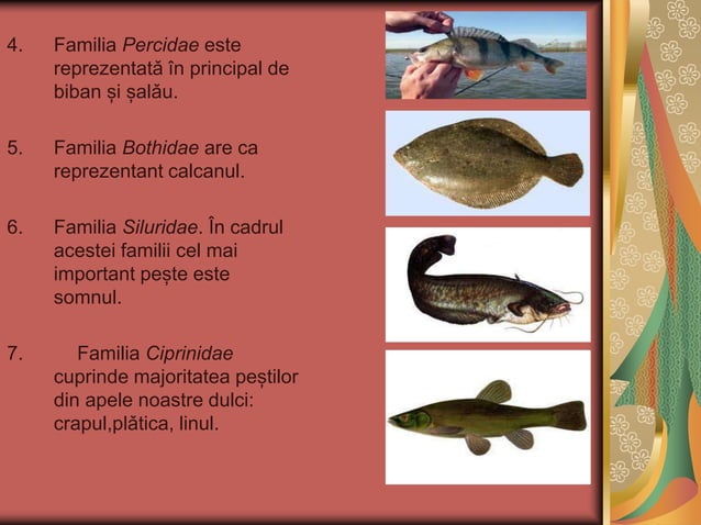 Peste si conserve din peste | PPT