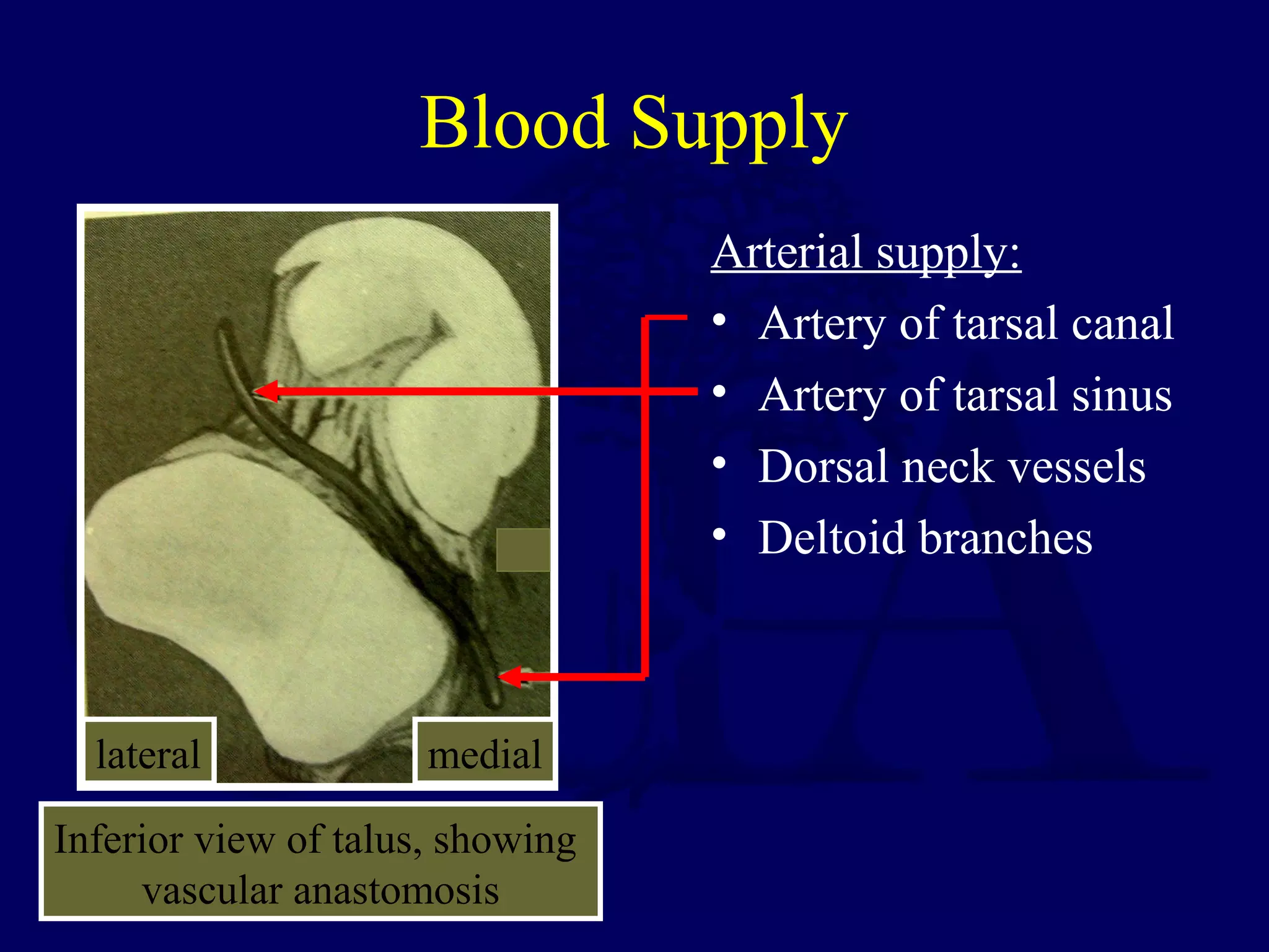 L14 talus fxs & dislocation | PPT