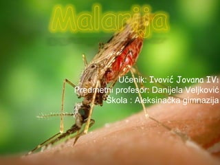 L147 - Biologija - Malarija - Jovana Ivović - Danijela Veljković | PPT