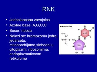 L149 - Biologija - Molekularna biologija - Jovana Radenković - Radica ...