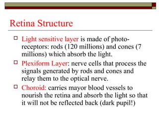 Anatomy of the human eye-Ophthalmology Anatomy | PPT