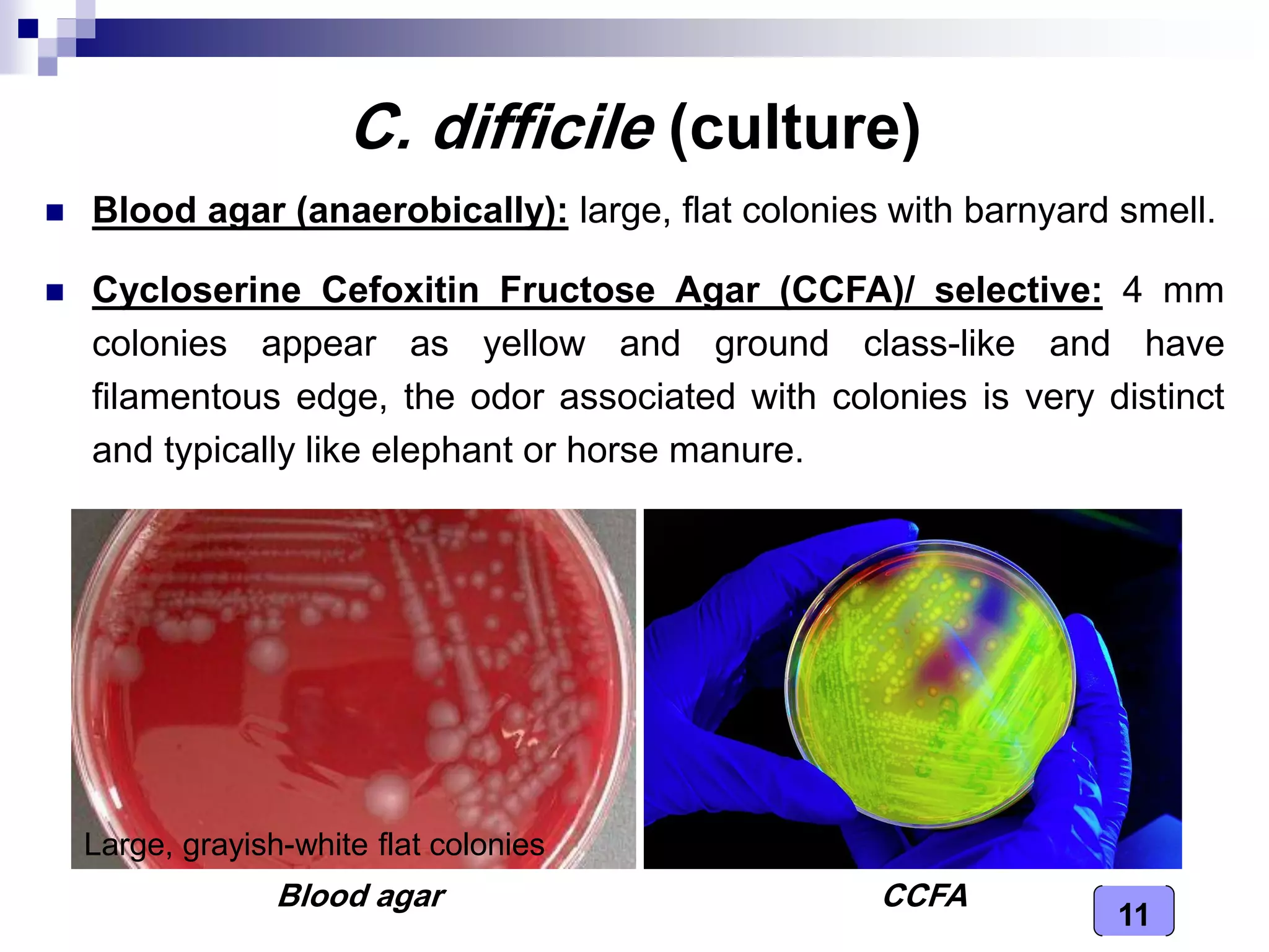 Medical Microbiology Laboratory (Clostridium spp.) | PDF