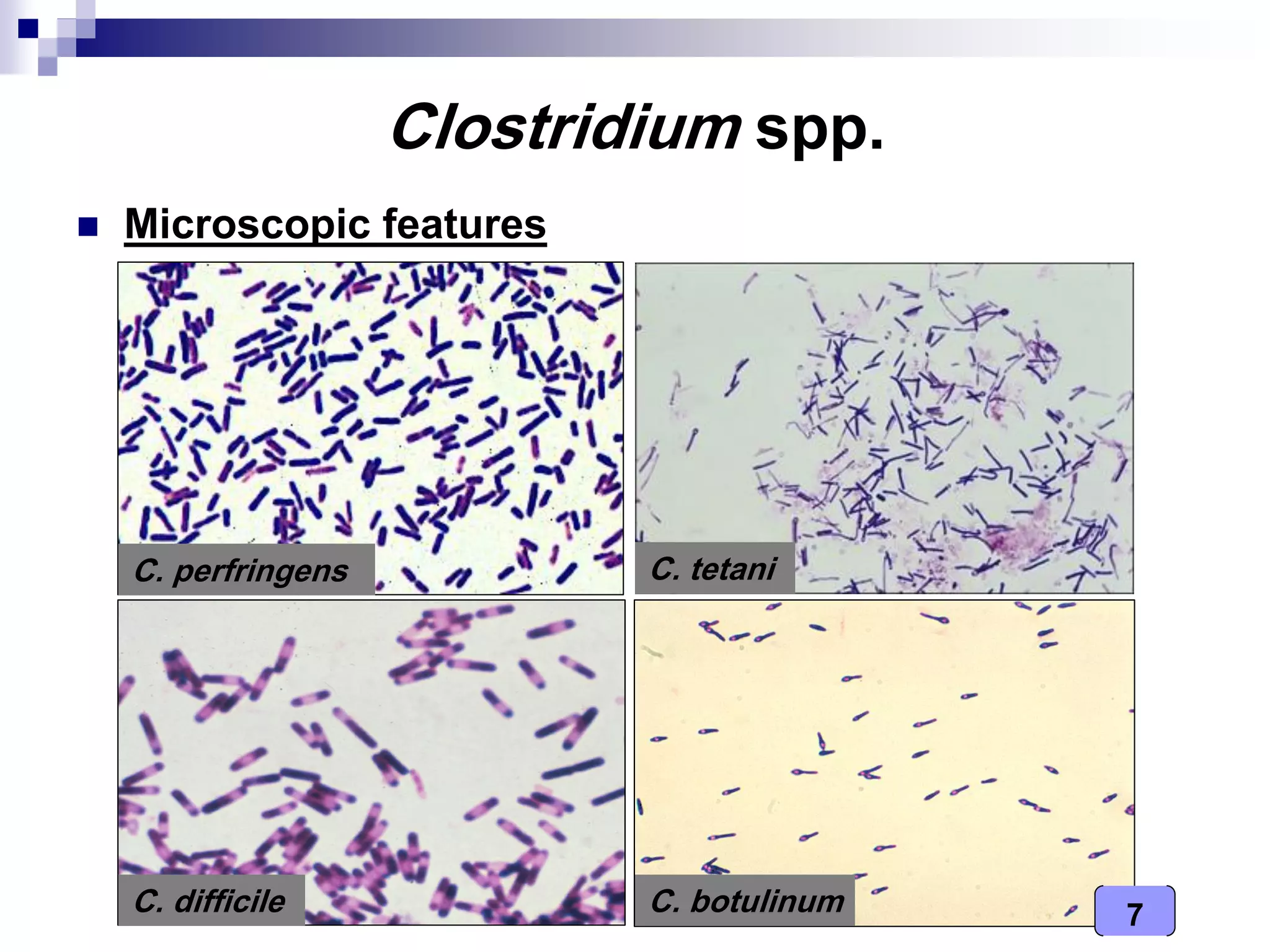 Medical Microbiology Laboratory (Clostridium spp.) | PDF