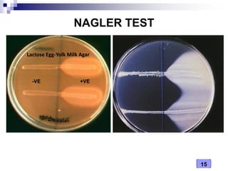 Medical Microbiology Laboratory (Clostridium spp.) | PDF
