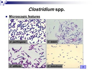 Medical Microbiology Laboratory (Clostridium spp.) | PDF