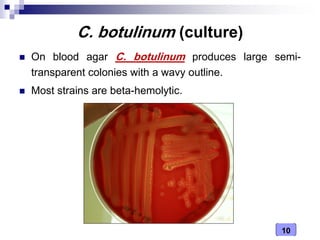 Clostridium Botulinum Colony