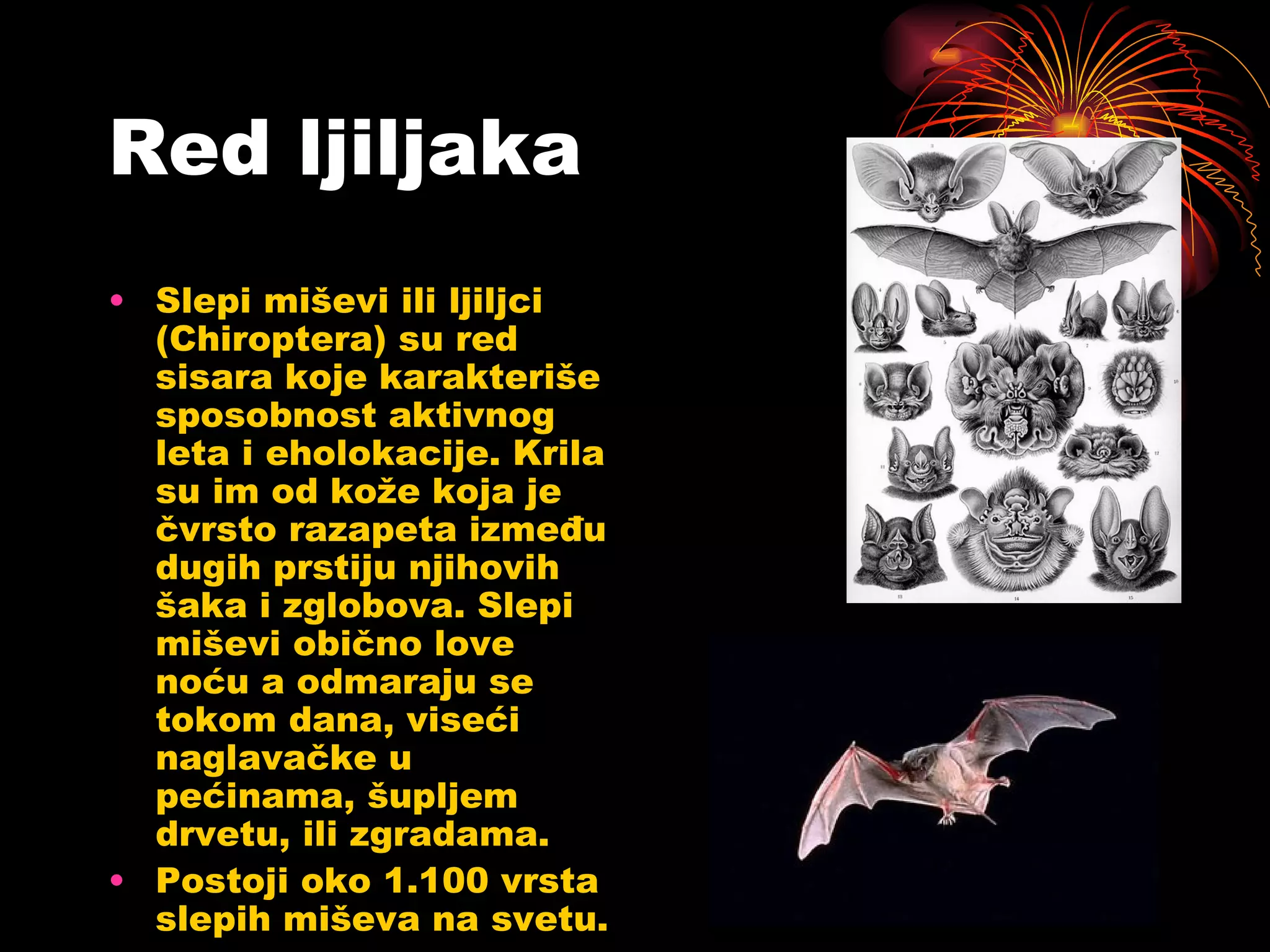 L158 - Biologija - Sisari - Selena Dačić - Danijela Veljković | PPT