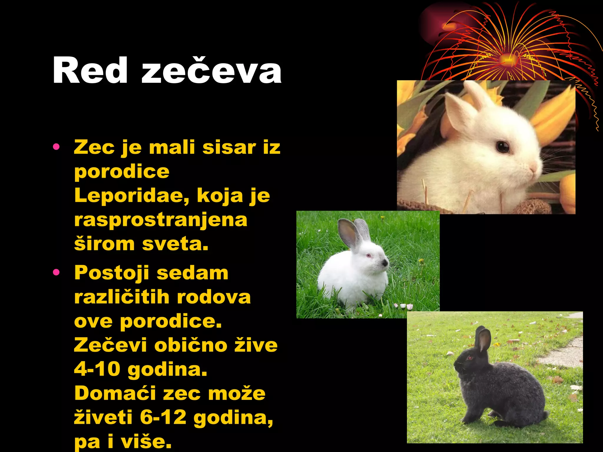 L158 - Biologija - Sisari - Selena Dačić - Danijela Veljković | PPT