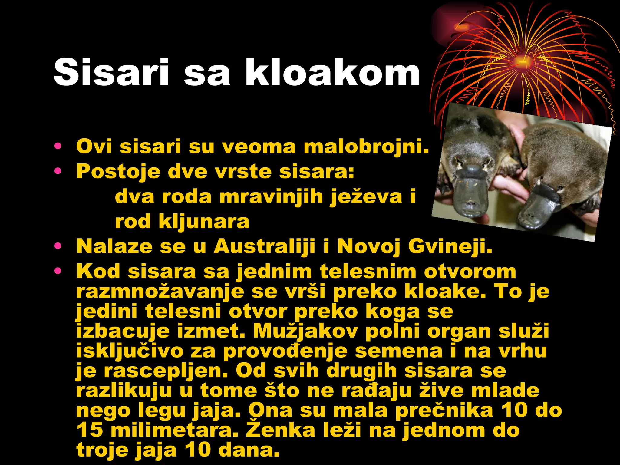 L158 - Biologija - Sisari - Selena Dačić - Danijela Veljković | PPT