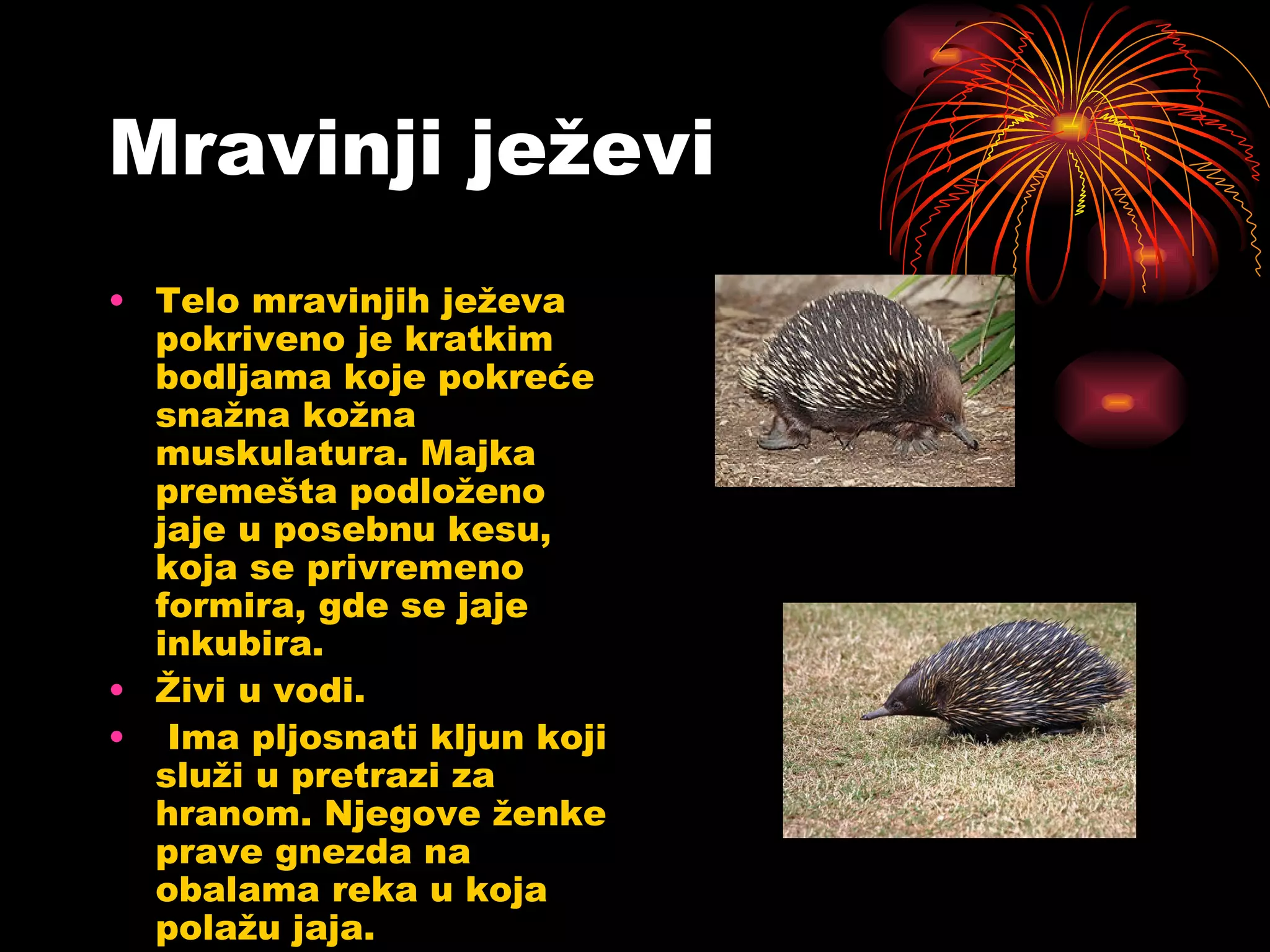 L158 - Biologija - Sisari - Selena Dačić - Danijela Veljković | PPT