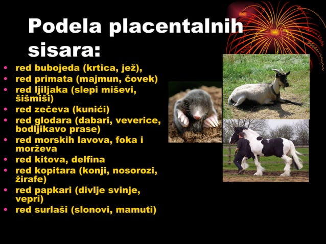 L158 - Biologija - Sisari - Selena Dačić - Danijela Veljković | PPT