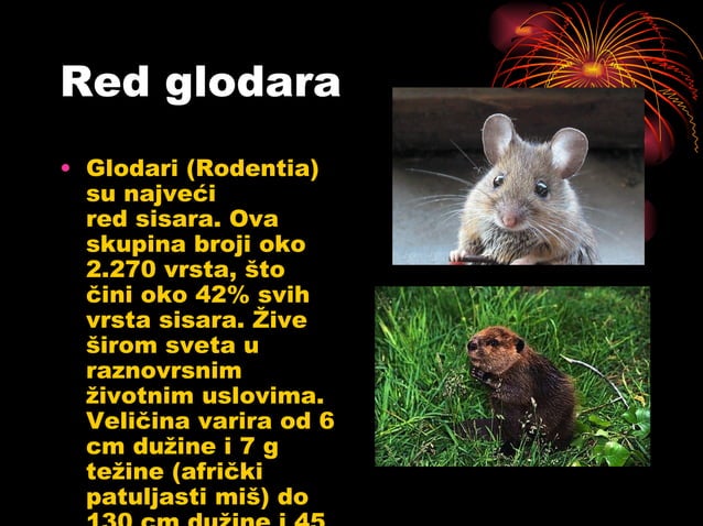 L158 - Biologija - Sisari - Selena Dačić - Danijela Veljković | PPT
