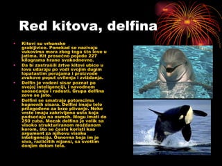 L158 - Biologija - Sisari - Selena Dačić - Danijela Veljković | PPT