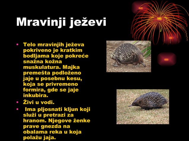 L158 - Biologija - Sisari - Selena Dačić - Danijela Veljković | PPT