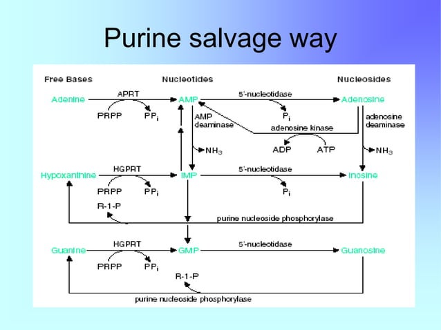 L16. METAB OLISM OF NUCLEOTIDES.ppt | Endocrine and Metabolic Diseases | Diseases and Conditions