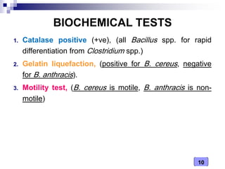 Medical Microbiology Laboratory (Bacillus spp.) | PDF | Chemistry | Science