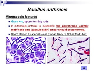 Medical Microbiology Laboratory (Bacillus spp.) | PDF | Chemistry | Science