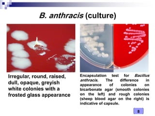 Medical Microbiology Laboratory (Bacillus spp.) | PDF | Chemistry | Science