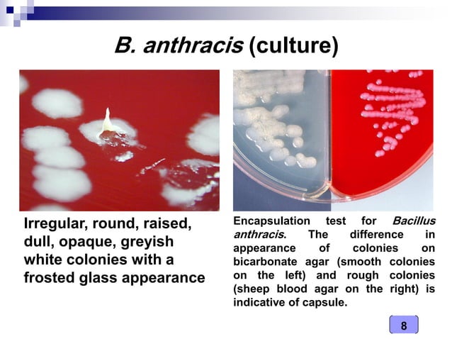 Medical Microbiology Laboratory (Bacillus spp.) | PDF | Chemistry | Science