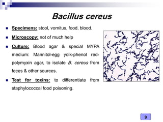 Medical Microbiology Laboratory (Bacillus spp.) | PDF | Chemistry | Science