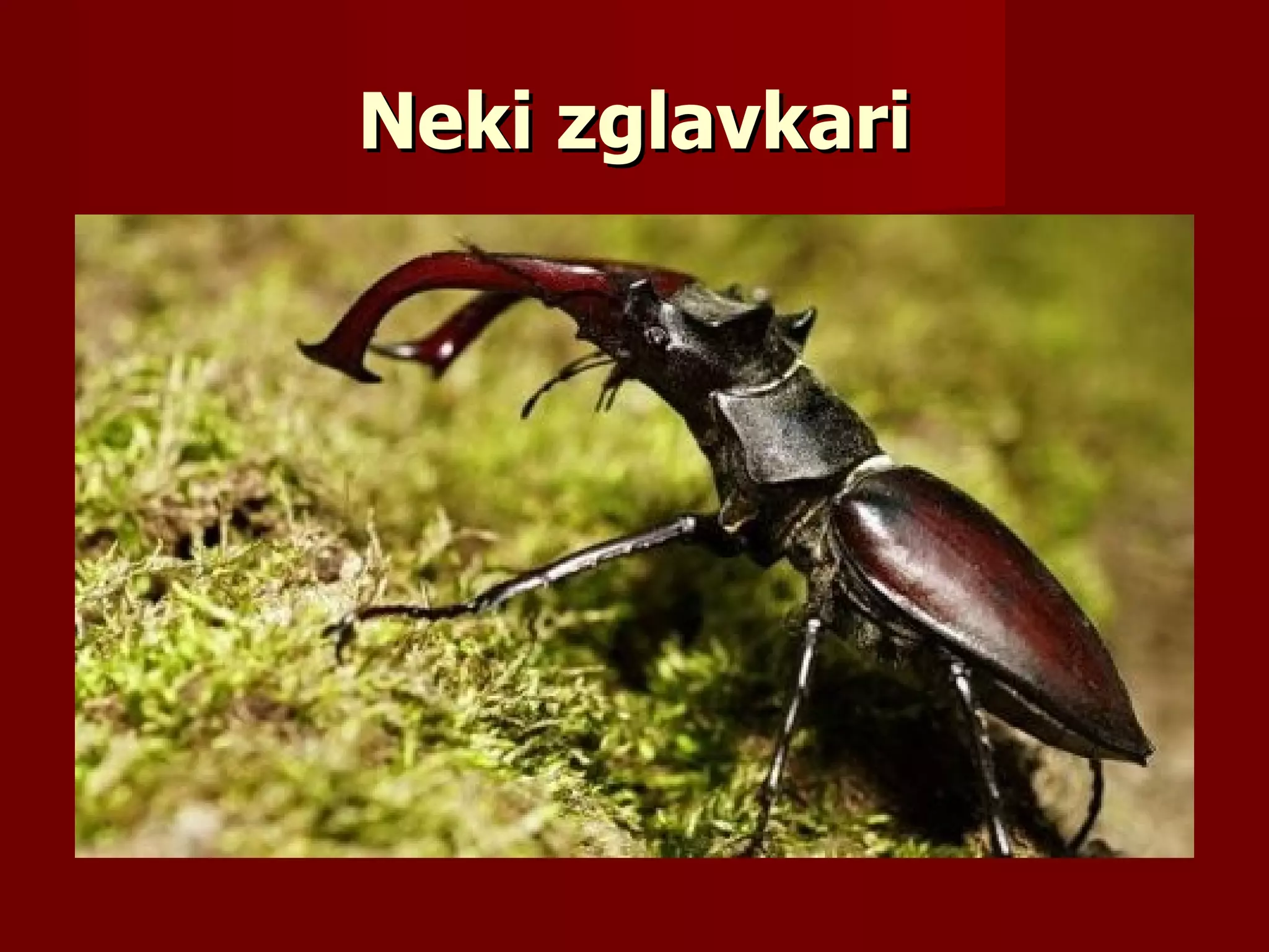 L168 - Biologija - Zglavkari - Aleksandra Živadinović - Danijela ...