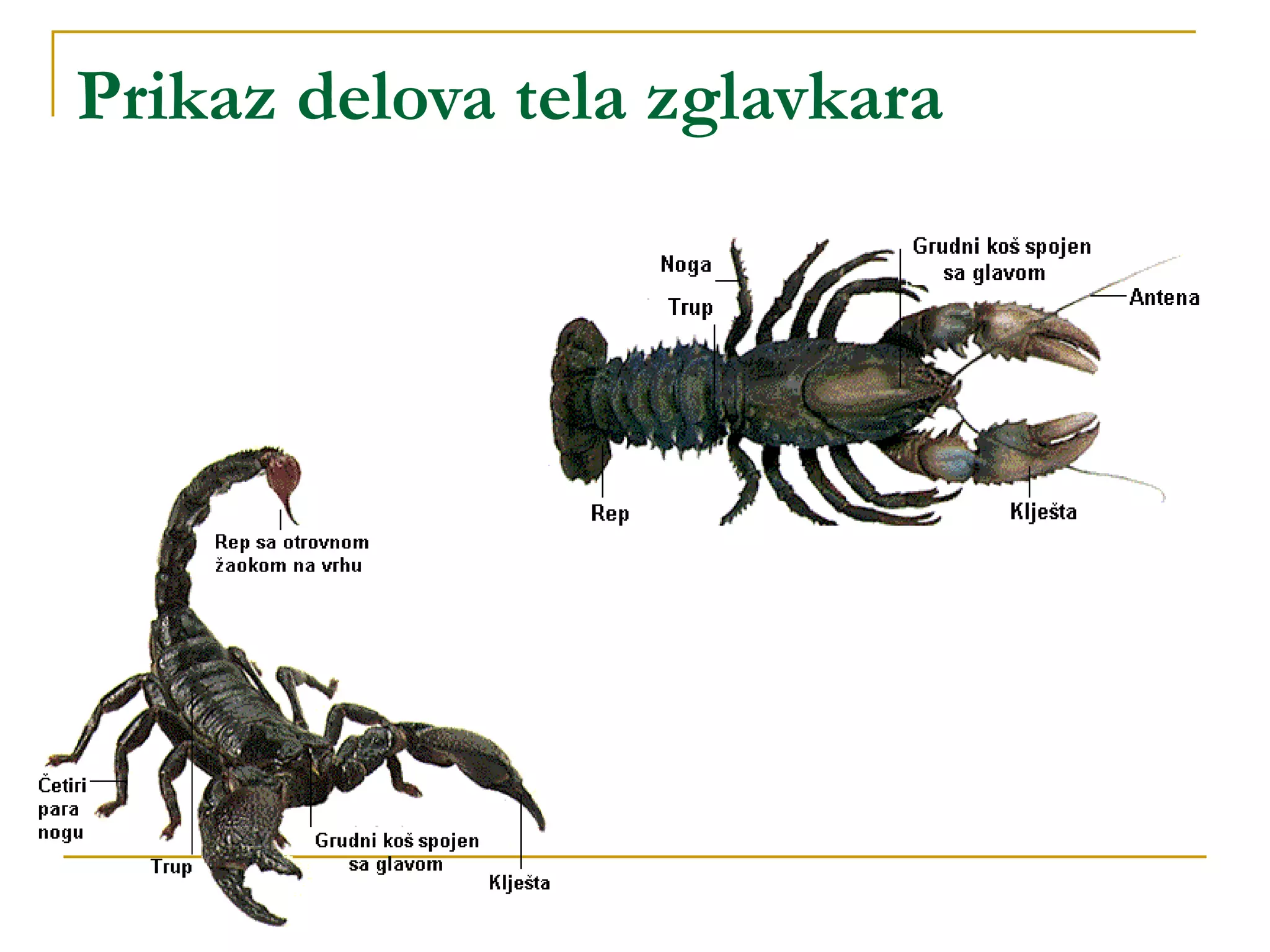 L168 - Biologija - Zglavkari - Aleksandra Živadinović - Danijela ...