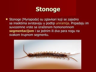 L168 - Biologija - Zglavkari - Aleksandra Živadinović - Danijela ...