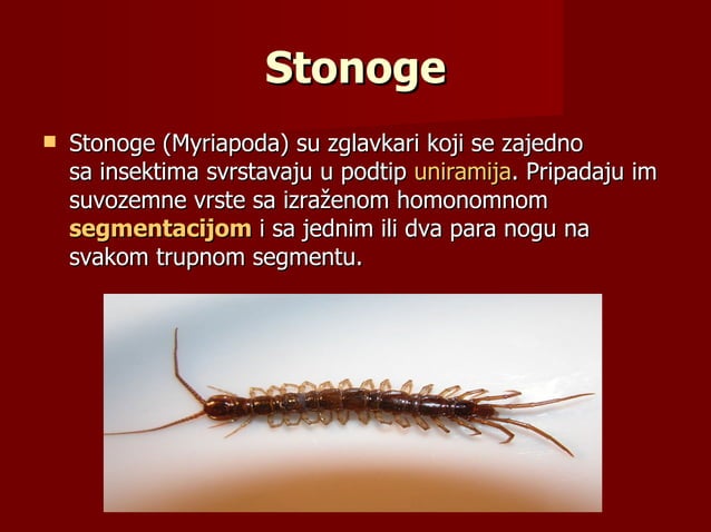 L168 - Biologija - Zglavkari - Aleksandra Živadinović - Danijela ...