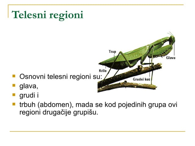 L168 - Biologija - Zglavkari - Aleksandra Živadinović - Danijela ...