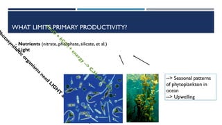 Biological Oceanography: Plankton and Primary Productivity | PPTX