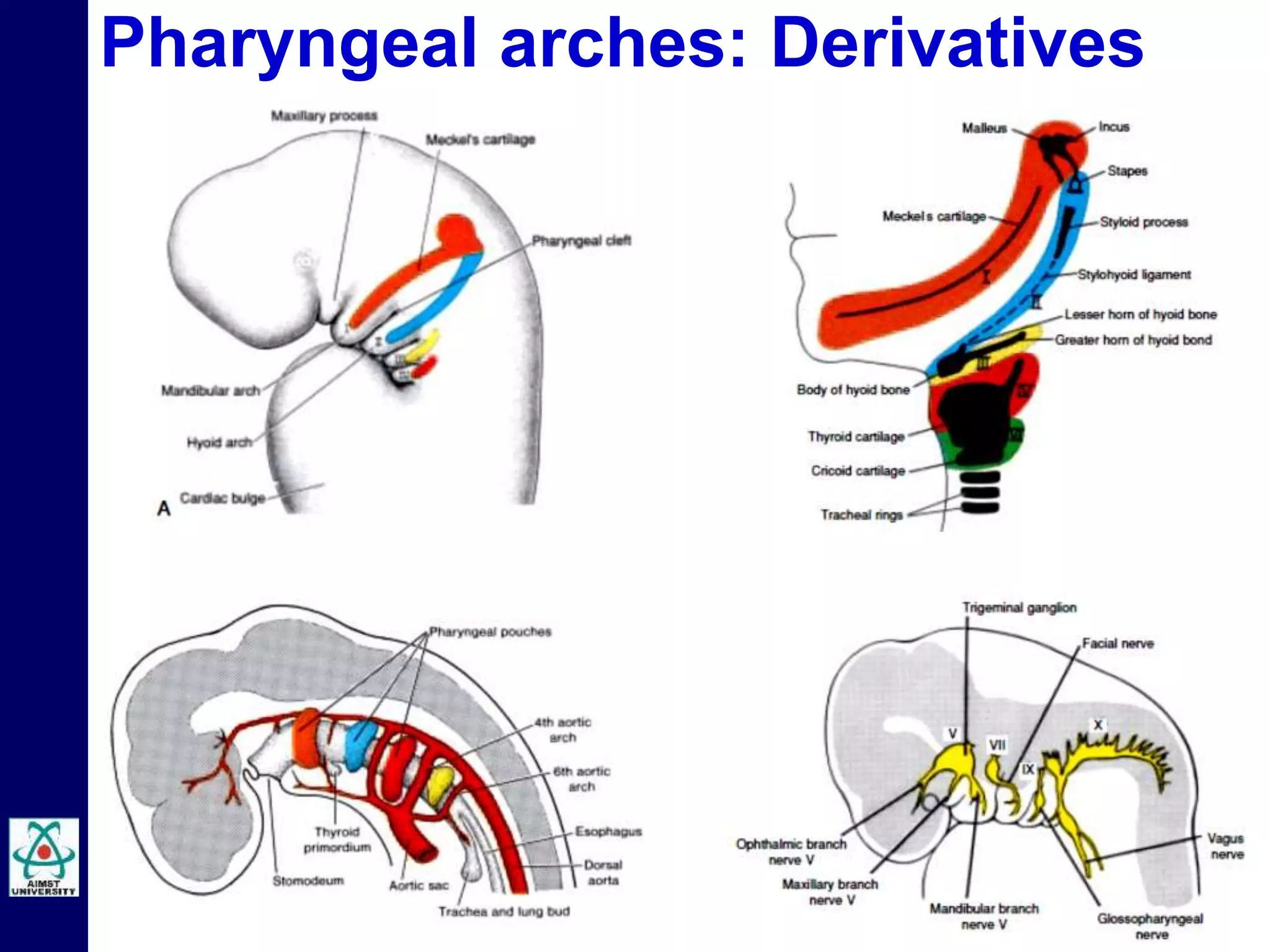 Embryology of Pharyngeal Arches by Dr Niazur Rahman | PPTX