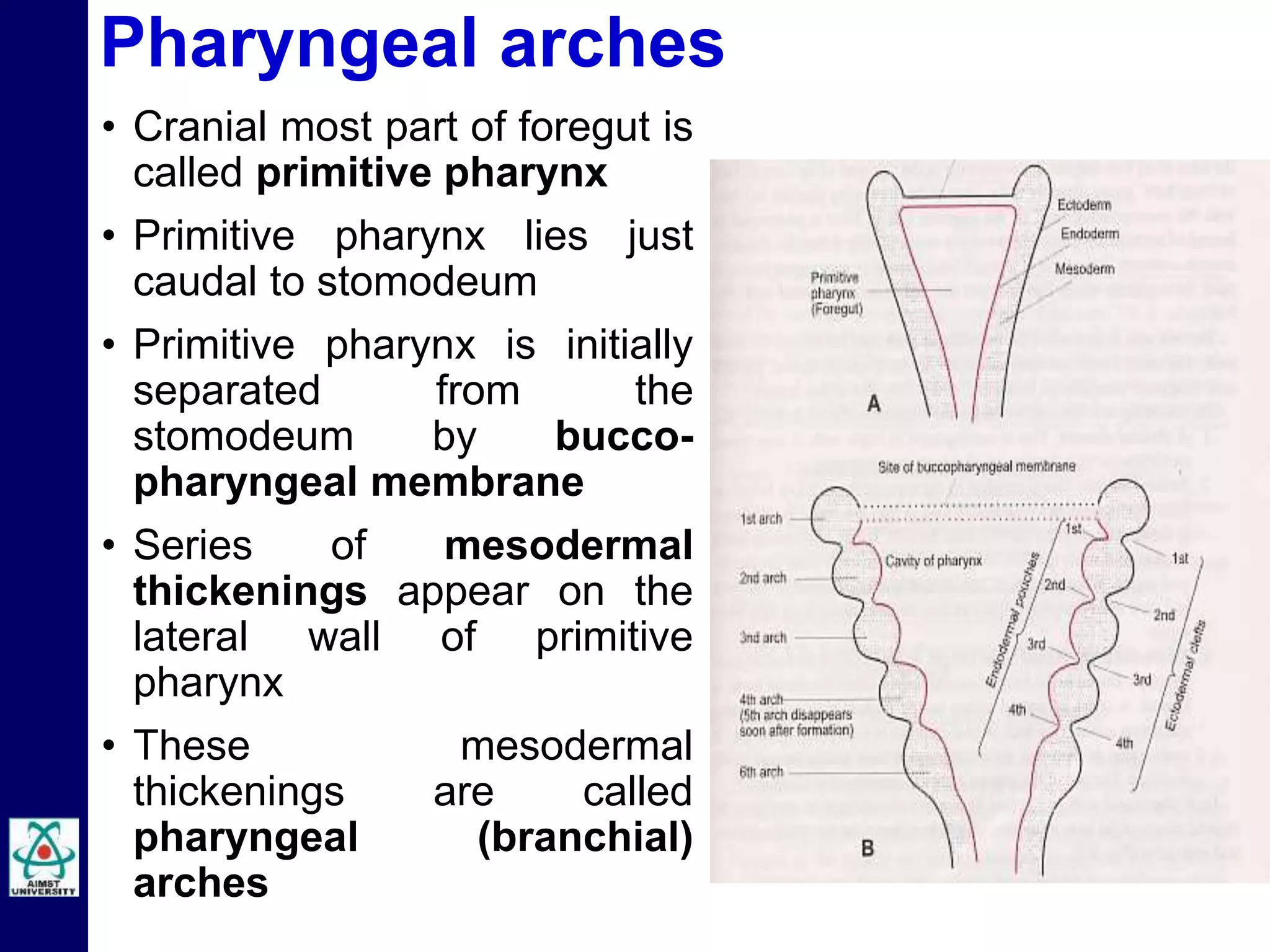 Embryology of Pharyngeal Arches by Dr Niazur Rahman | PPTX
